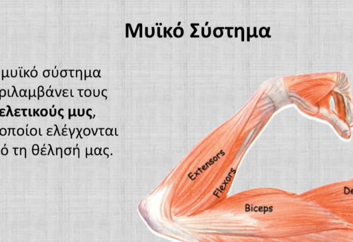 Μυοσκελετικό Σύστημα - Υγεία - NUGA BEST HELLAS - ΕΚΠΑΙΔΕΥΤΙΚΟ ΣΥΣΤΗΜΑ